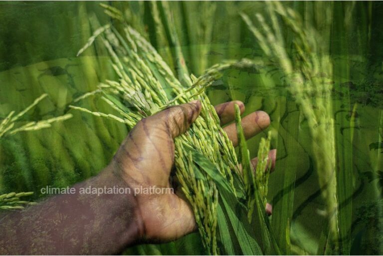 Climate Adaptive Rice Production Under Global Warming - Climate ...