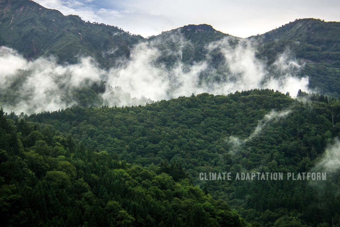 Do Forests Help in Climate Change Adaptation and Mitigation?