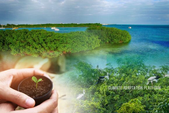 Why Ecosystem-based Adaptation is an Excellent Climate Change ...