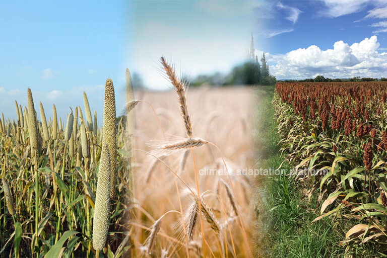 Climate Adaptation Strategy to Bolster Food Security - Crop Switching