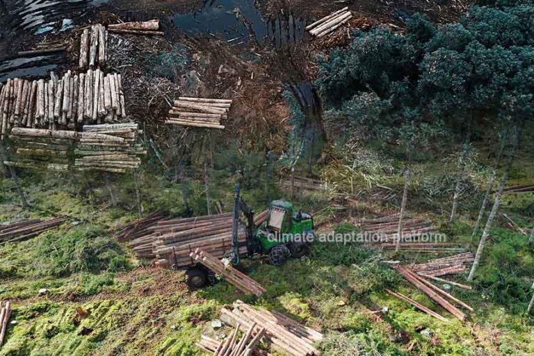 Turning Forestry Slash into Energy is a Climate Adaptation Effort ...