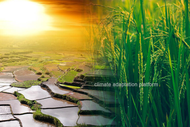 Japan Implements Climate Adaptation to Save Rice Production - Climate ...
